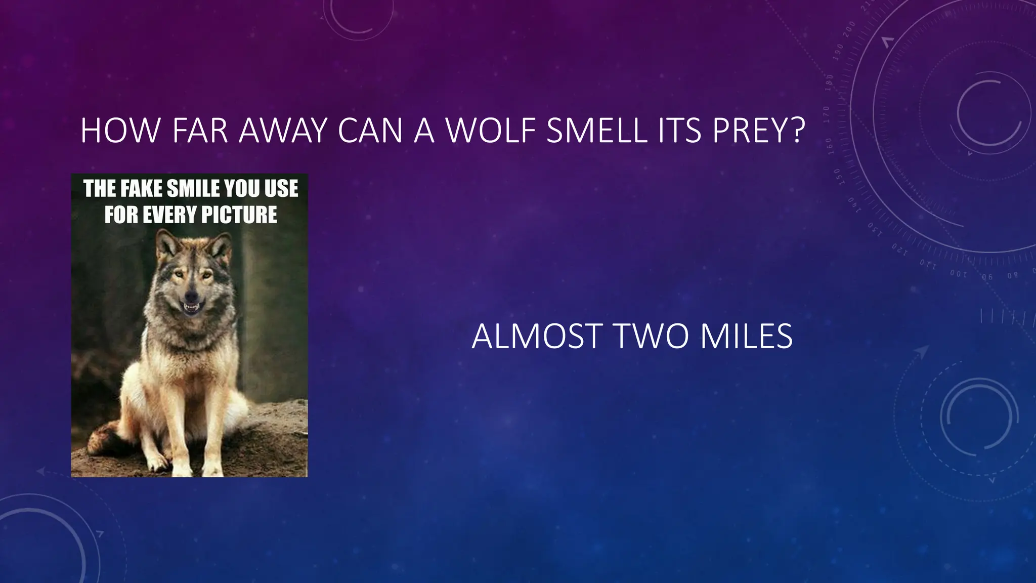 Wild Wonders: An Engaging and Fun Animal Quiz | PPTX