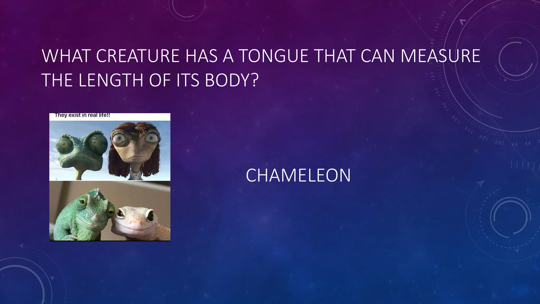 Wild Wonders: An Engaging and Fun Animal Quiz | PPTX