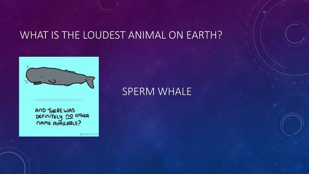 Wild Wonders: An Engaging and Fun Animal Quiz | PPTX