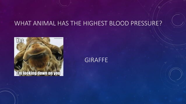 Wild Wonders: An Engaging and Fun Animal Quiz | PPTX