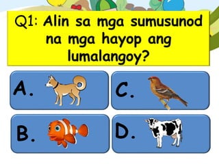 Animal Quiz-asf.pptx