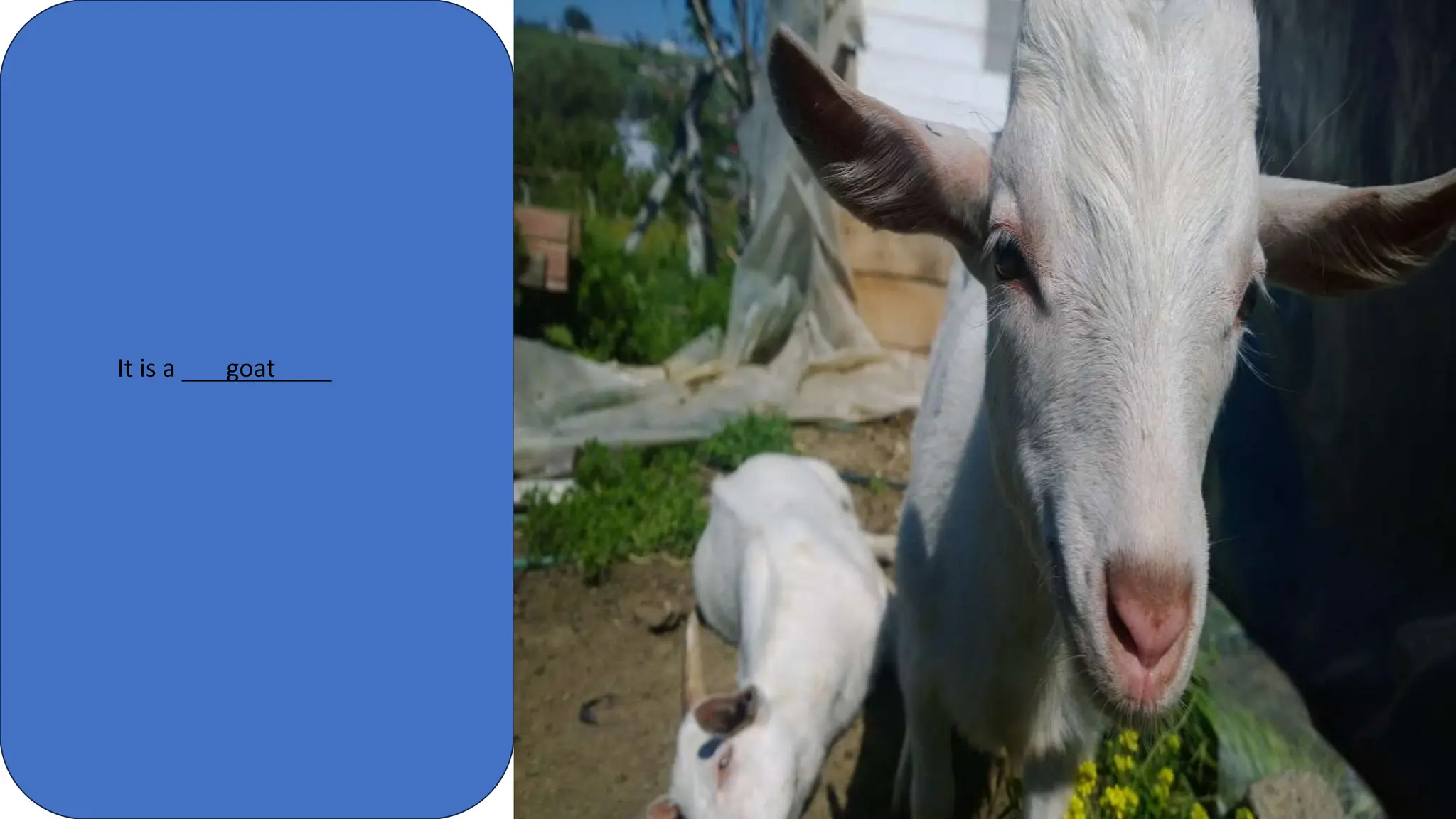 Animal Quiz for students they are using powerpoint at the first time | PPTX