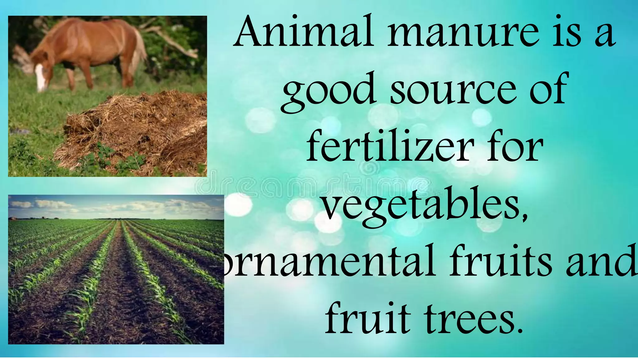 Animal raising | PPTX