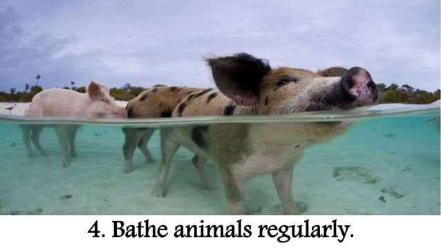 Animal raising | PPTX