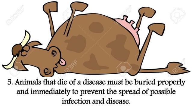 Animal raising | PPTX