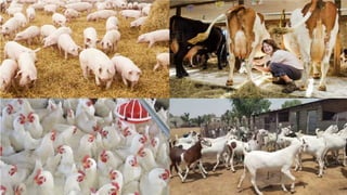 Animal raising | PPT