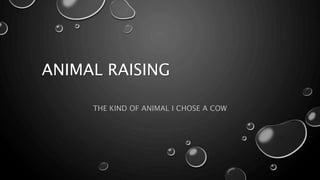 ANIMAL RAISING.pptx