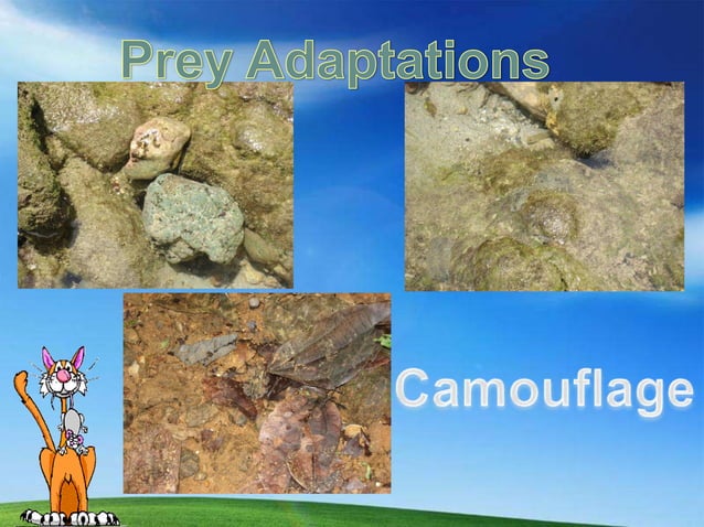 Animal Relationships | PPTX