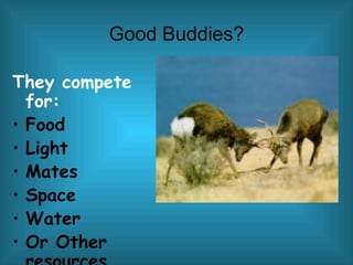 Animalrelationships | PPT