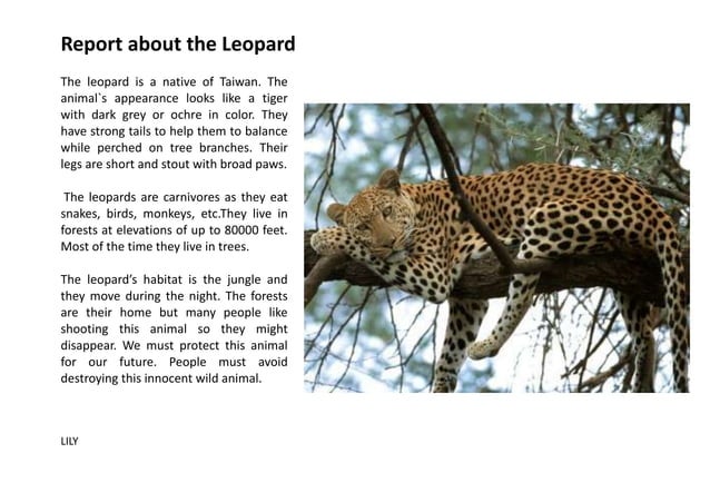 Animal Reports CSWE2 Gosford TAFE | PPT