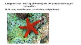 ANIMAL REPRDUCTION.pptx | Infertility | Reproductive Health