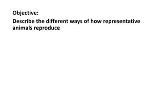 ANIMAL REPRDUCTION.pptx