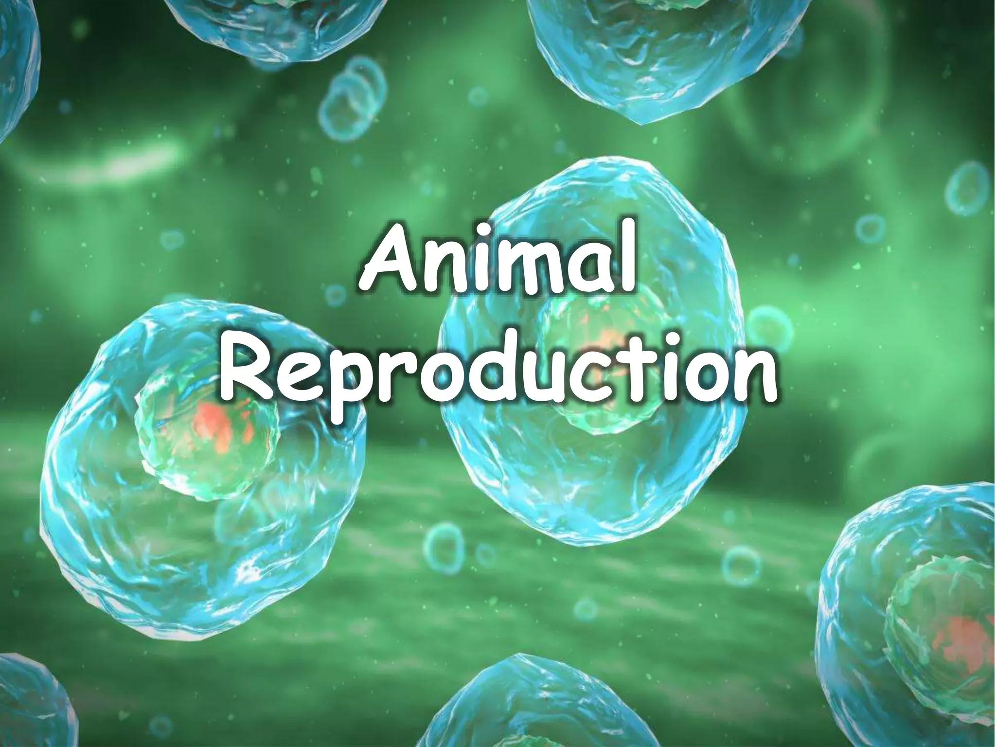 Animal reproduction | PPTX