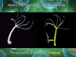 Animal reproduction | PPTX