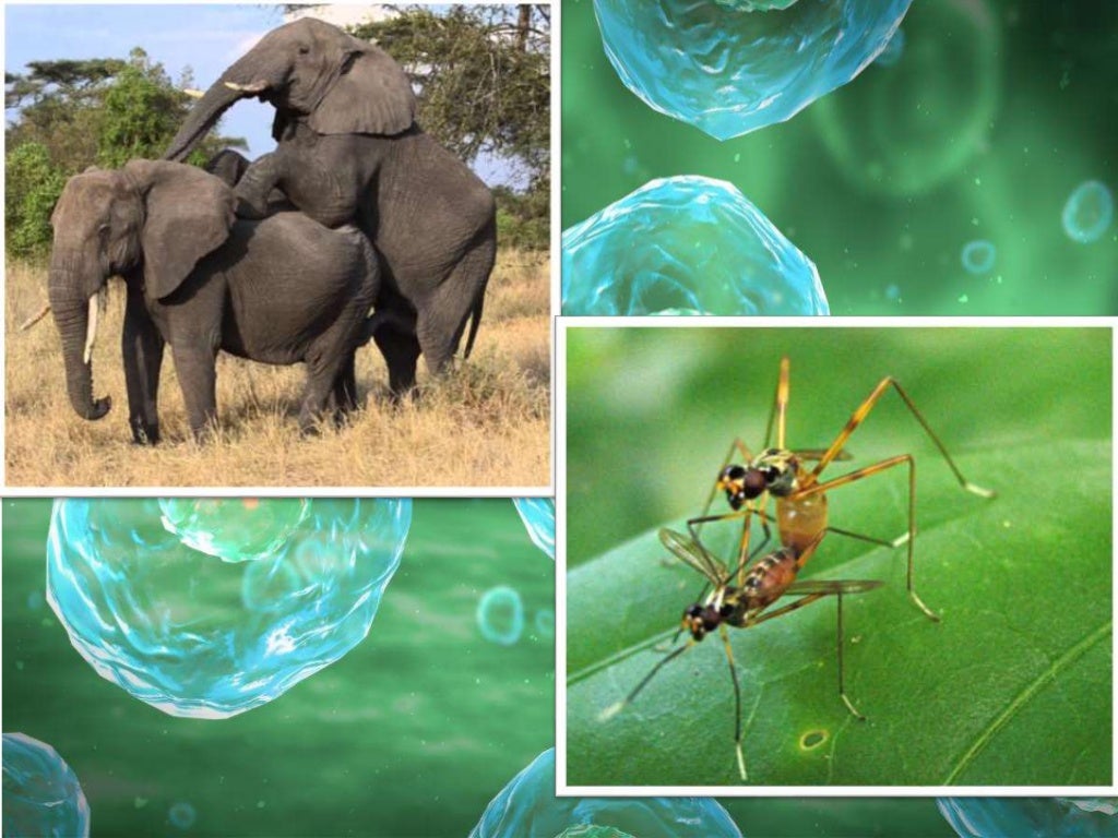 Animal Reproduction Animal Reproduction