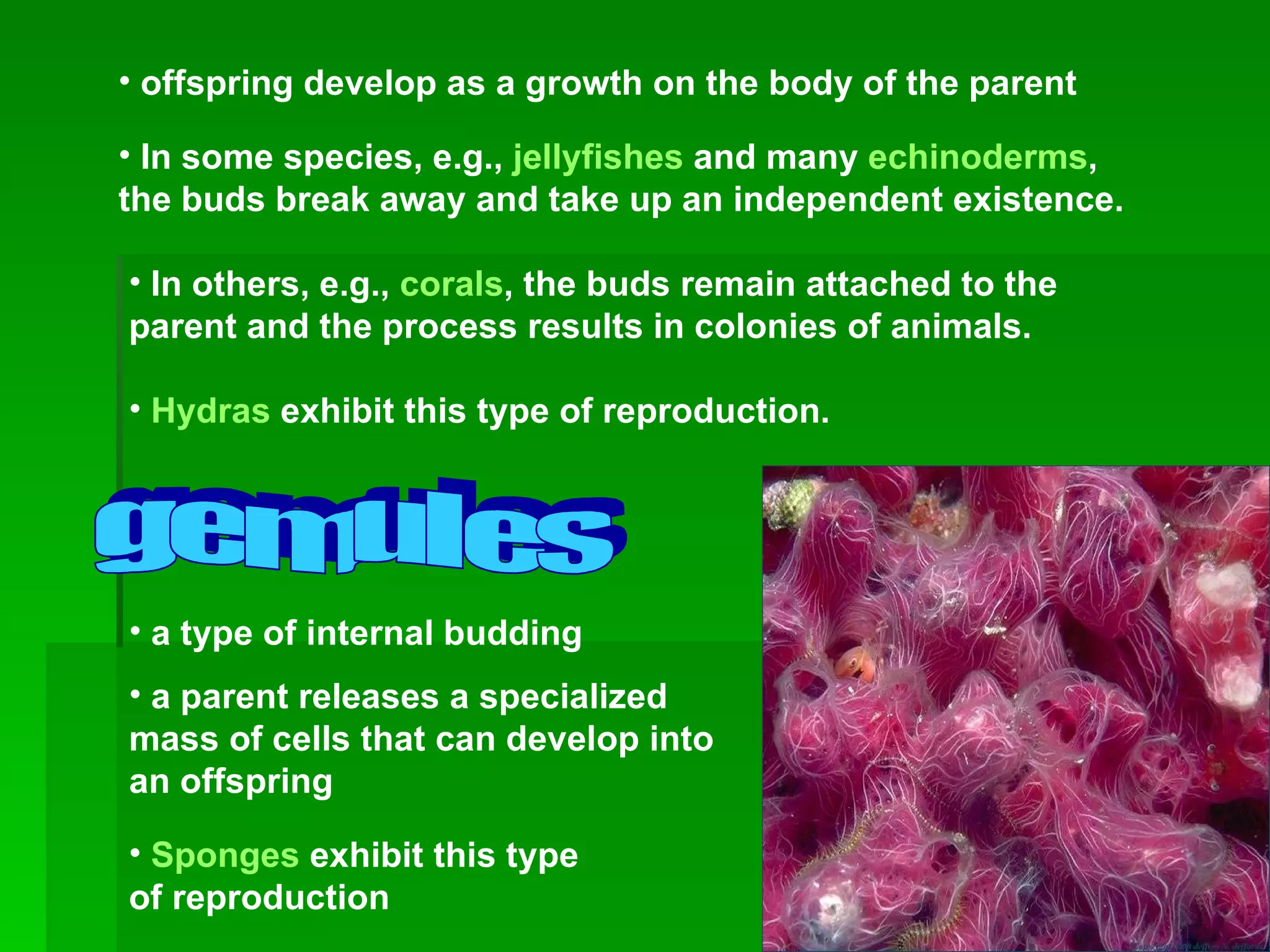 Animal reproduction | PPT