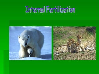 Animal reproduction | PPT