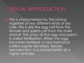 Animal reproduction | PPTX
