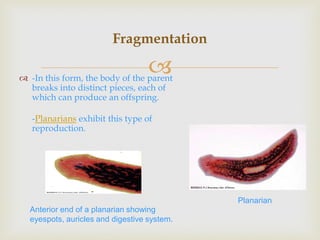 Animal reproduction | PDF