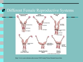 Animal reproduction | PPT