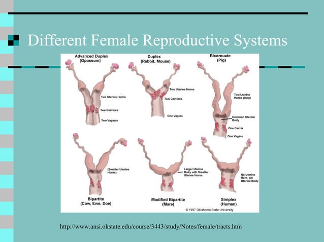 Animal reproduction | PPT