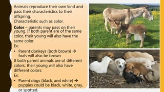 Animal reproduction | PPTX