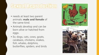 Animal reproduction | PPTX