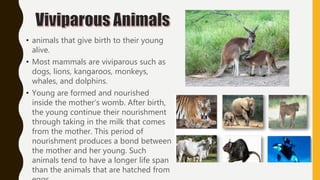 Animal reproduction | PPTX