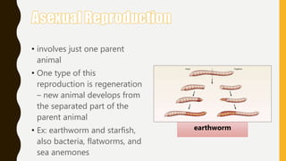 Animal reproduction | PPT