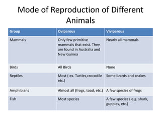 Animal Reproduction.pptx
