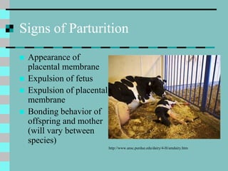 Animal_Reproduction.ppt