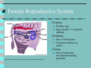 Animal_Reproduction.ppt