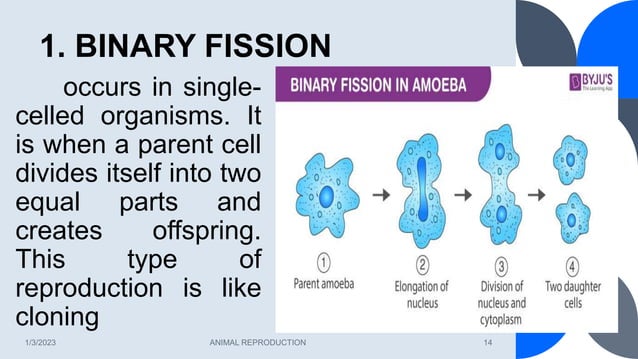 ANIMAL REPRODUCTION.pptx | Infertility | Reproductive Health