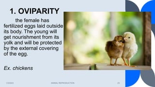 ANIMAL REPRODUCTION.pptx