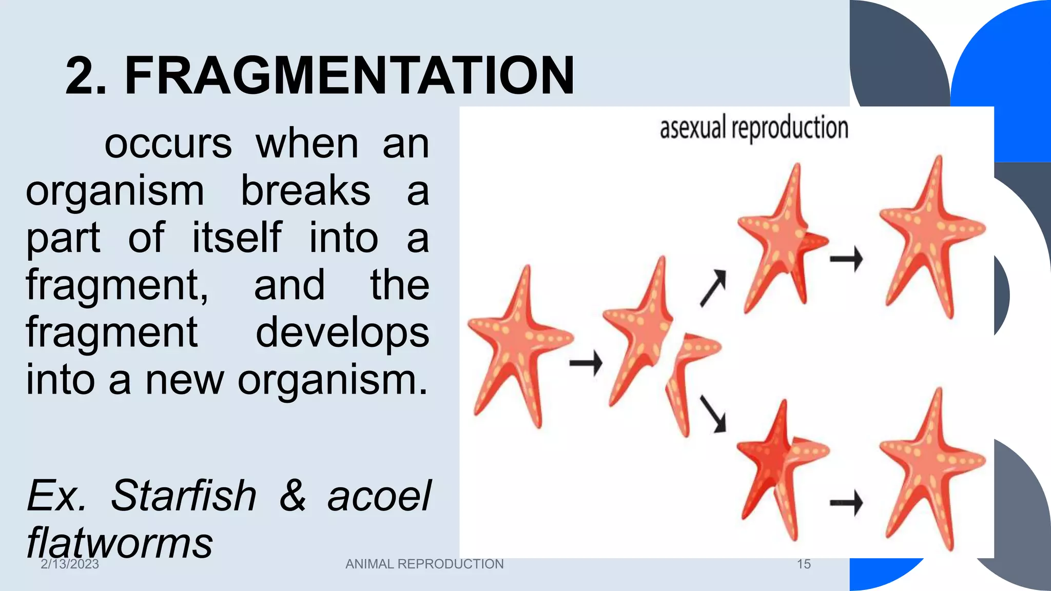 ANIMAL REPRODUCTION.pptx