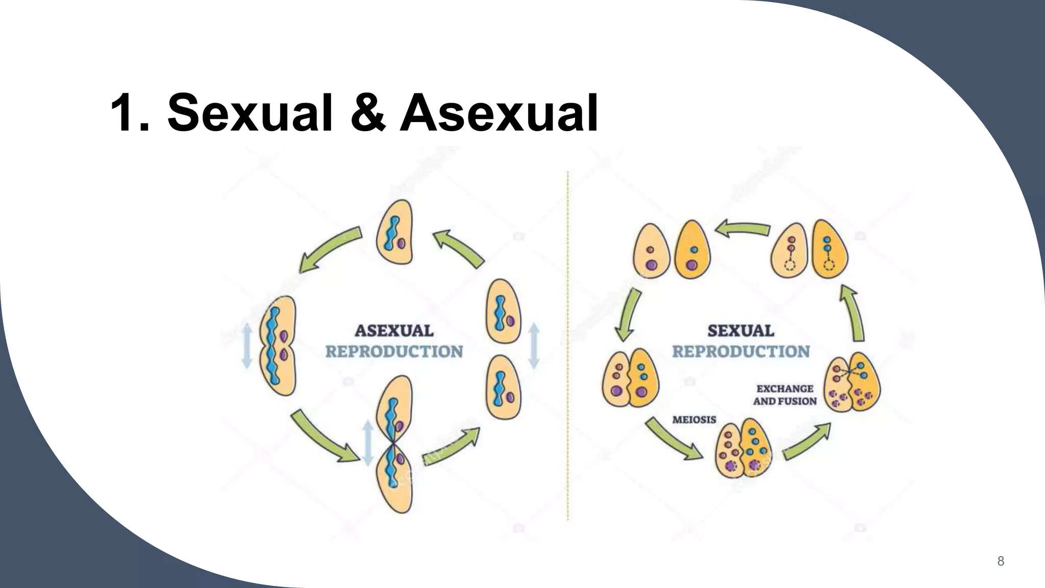 ANIMAL REPRODUCTION.pptx