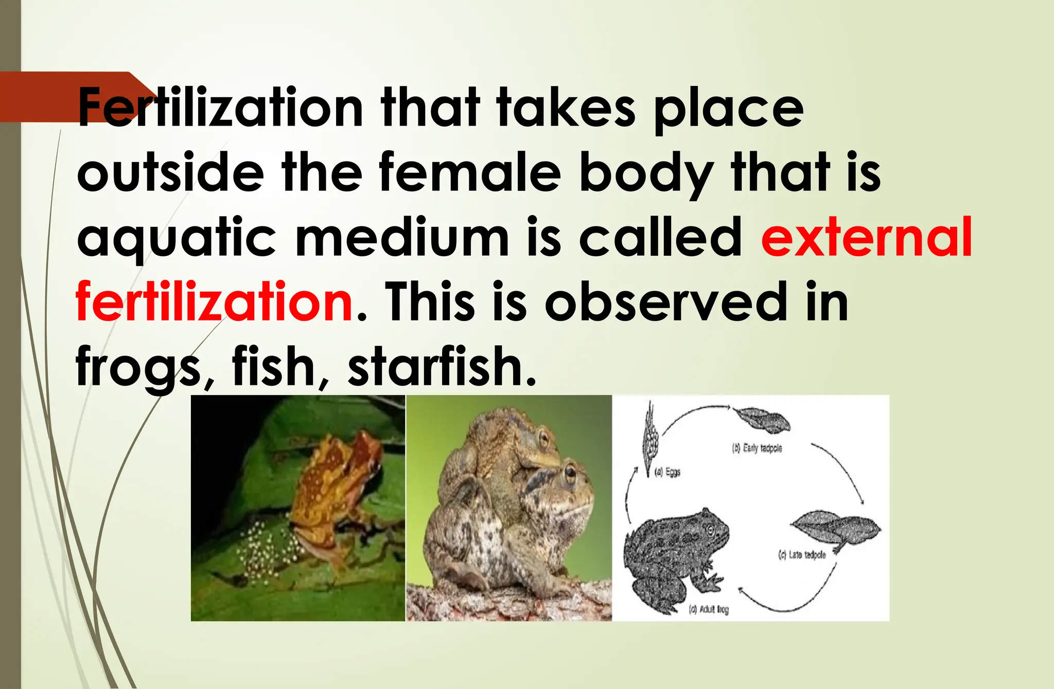 ANIMAL REPRODUCTION grade 5--------.pptx