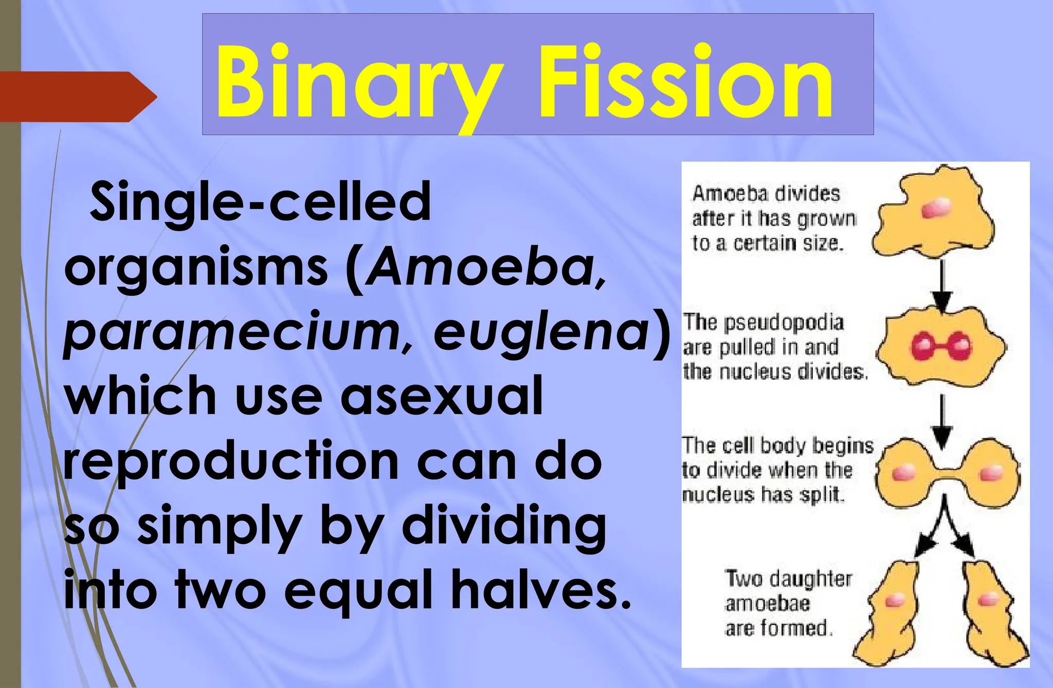 ANIMAL REPRODUCTION grade 5--------.pptx