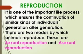 ANIMAL REPRODUCTION grade 5--------.pptx