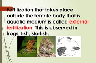 ANIMAL REPRODUCTION grade 5--------.pptx