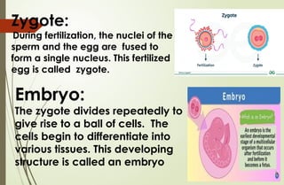 ANIMAL REPRODUCTION grade 5--------.pptx