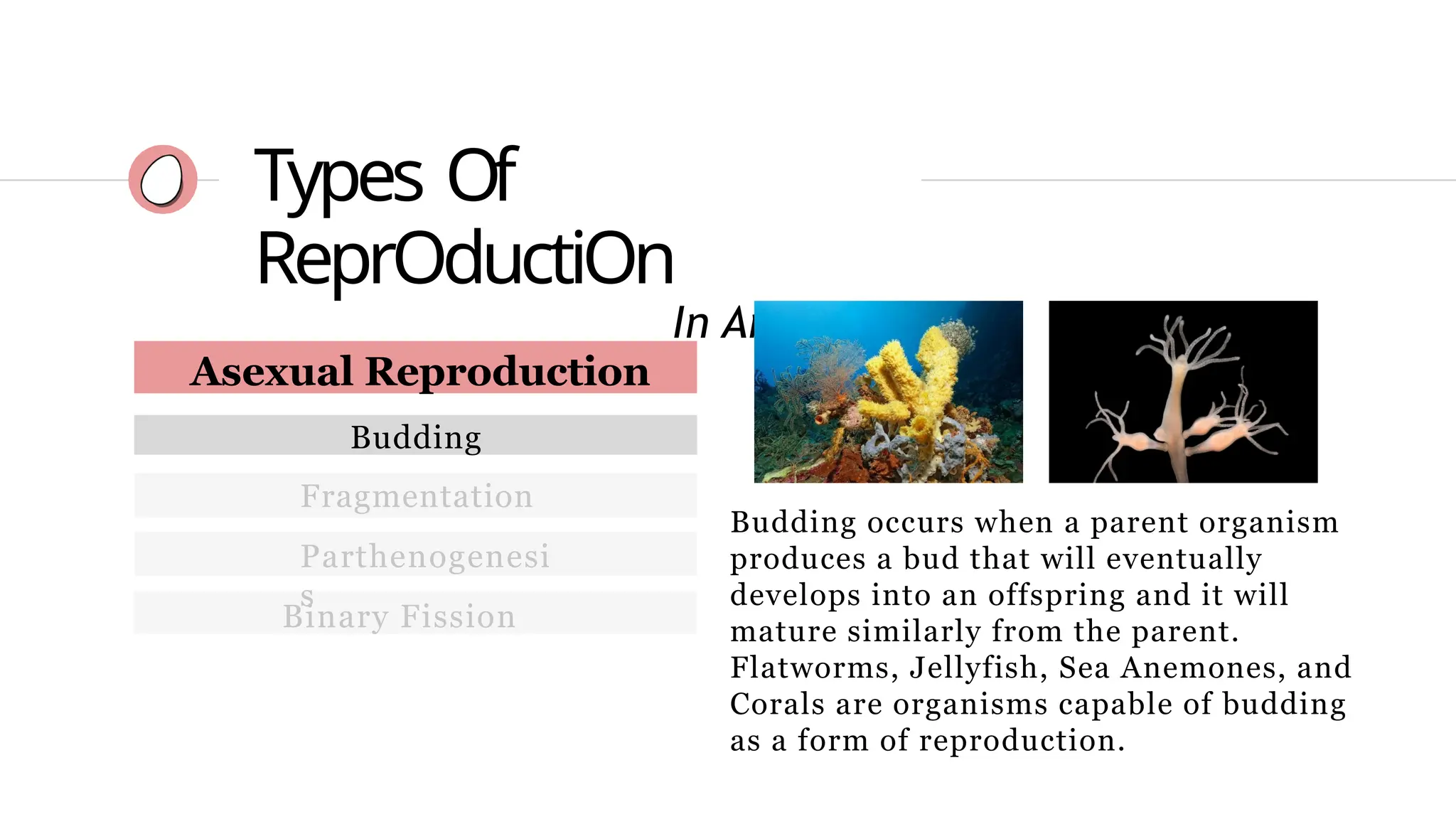 ANIMAL REPRODUCTION.pptxMMMMMMMMMMMMMMMMMMMMMMMMMMM | PPTX