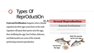 ANIMAL REPRODUCTION.pptxMMMMMMMMMMMMMMMMMMMMMMMMMMM | PPTX