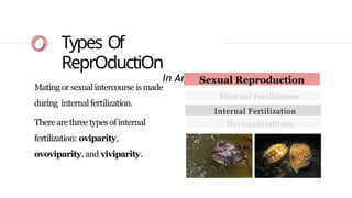 ANIMAL REPRODUCTION.pptxMMMMMMMMMMMMMMMMMMMMMMMMMMM | PPTX