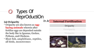 ANIMAL REPRODUCTION.pptxMMMMMMMMMMMMMMMMMMMMMMMMMMM | PPTX