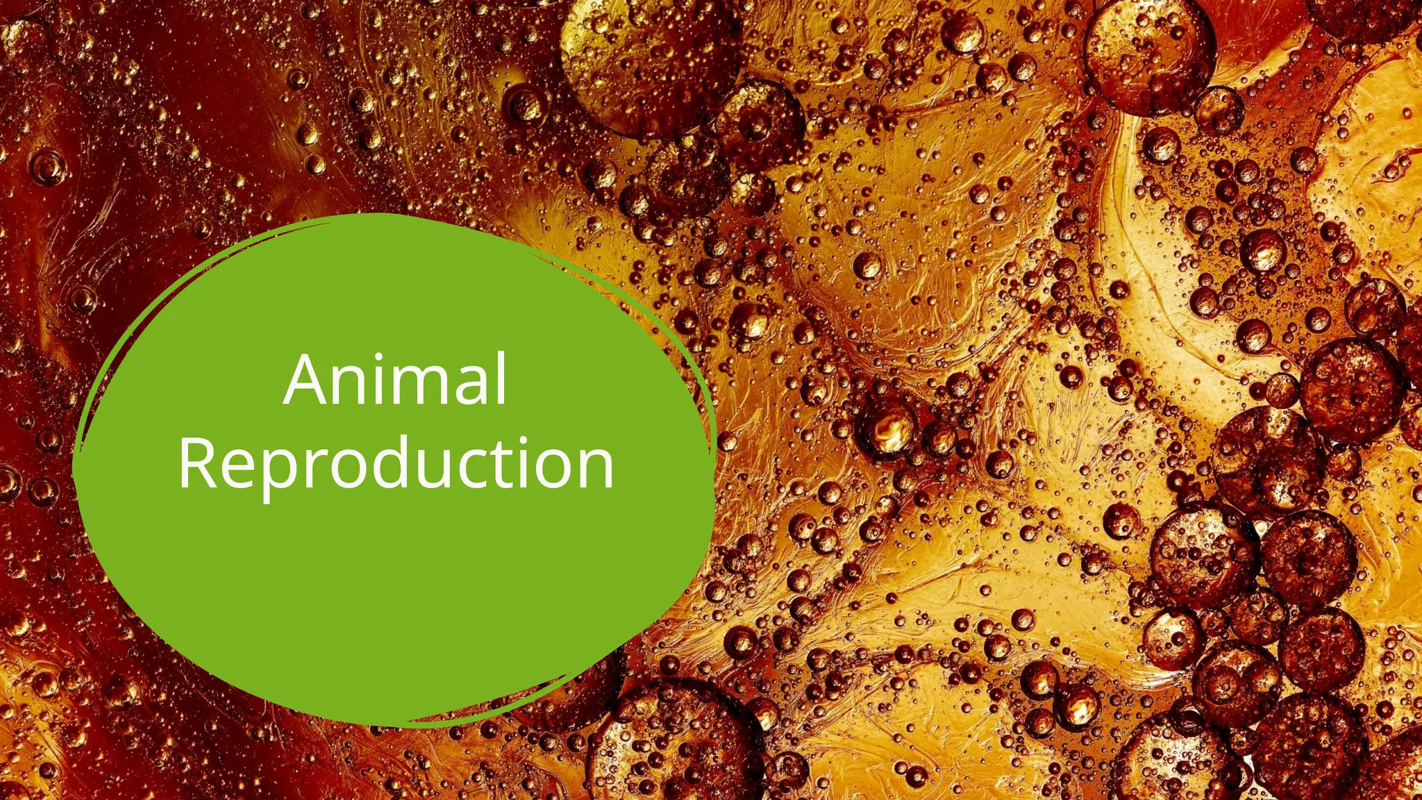 Introduction to Animal Reproduction: types and descriptions | PPT