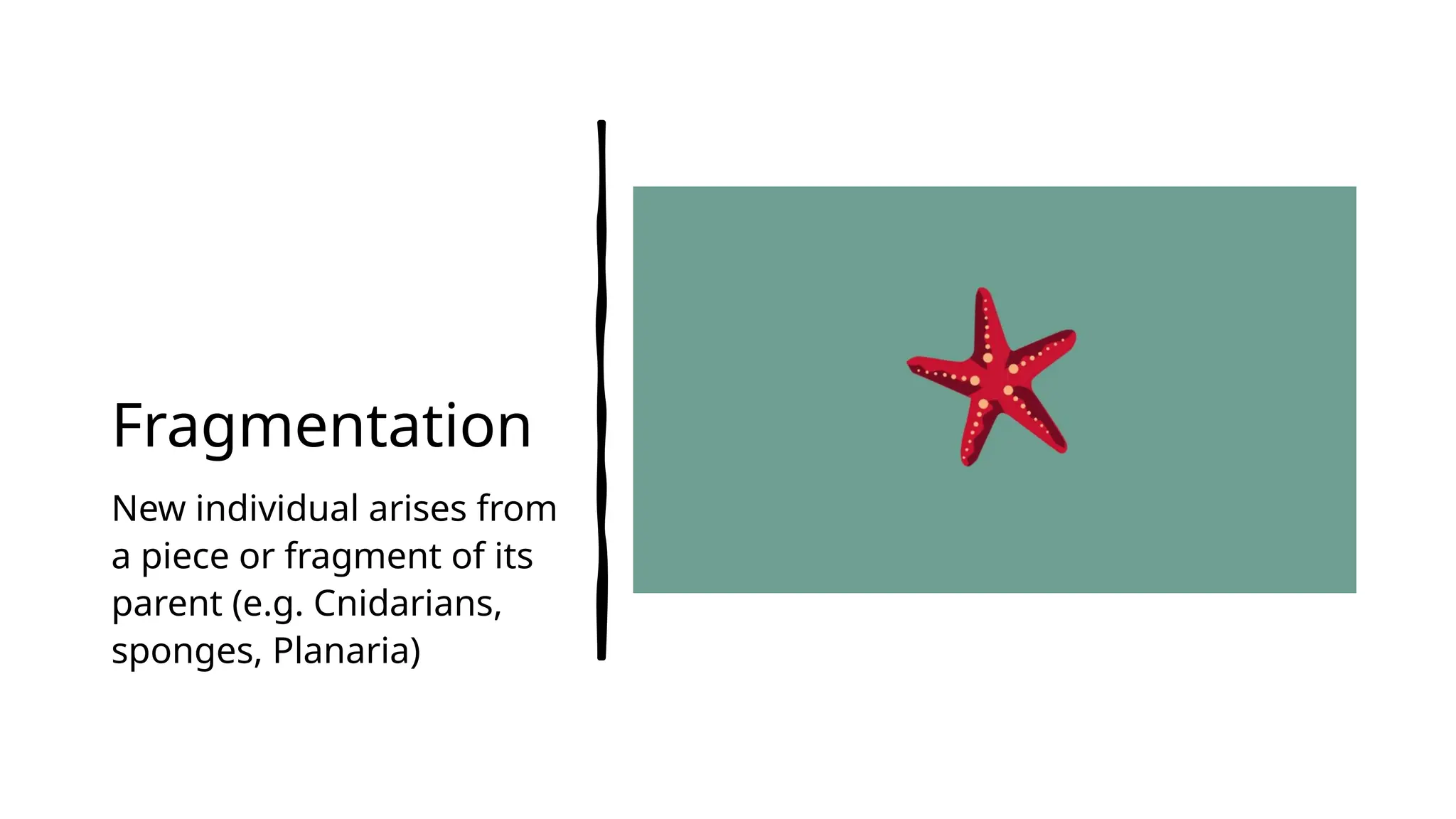 Introduction to Animal Reproduction: types and descriptions | PPT