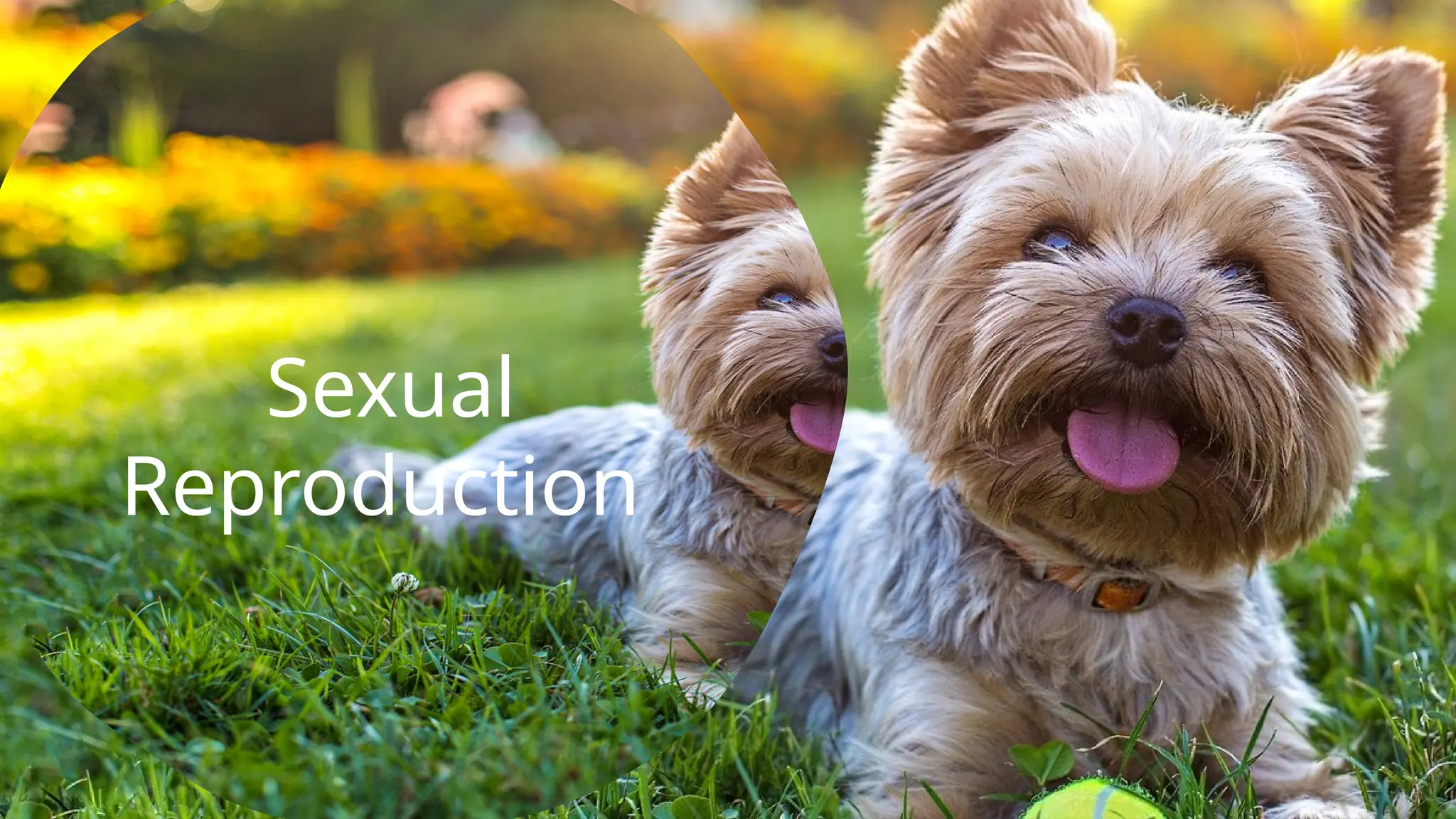 ANIMAL REPRODUCTION FOR SENIOR HHIGH SCHOOL.pptx