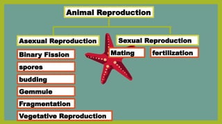 Animal reproduction grade 5 level .pptx