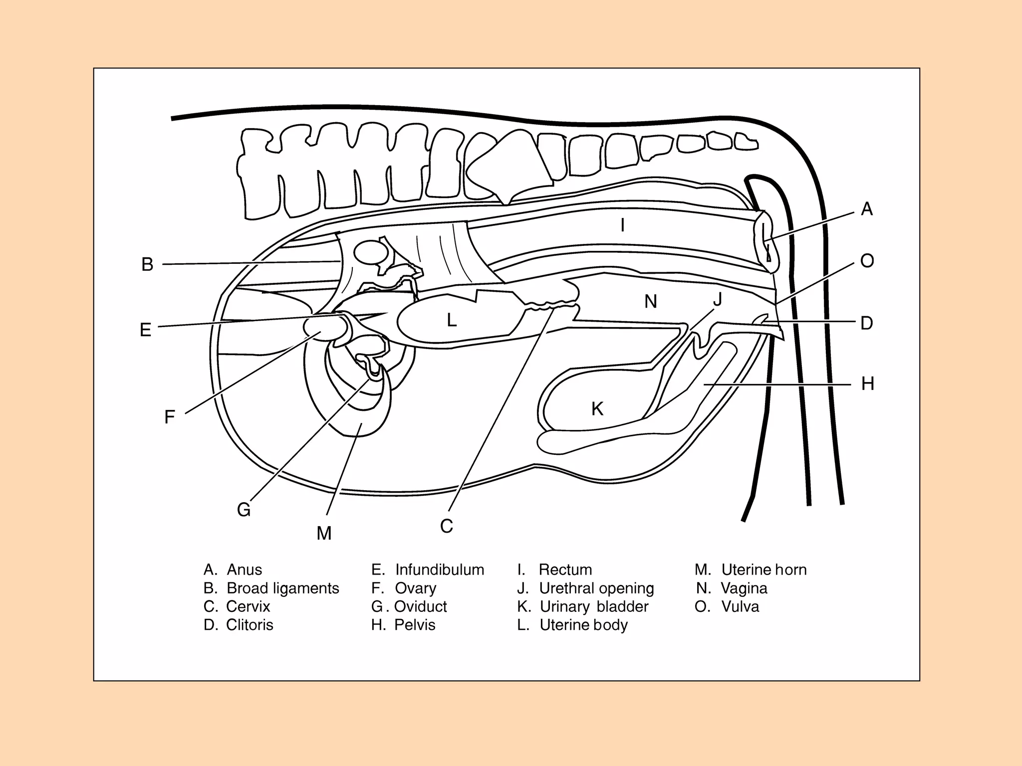 Animal reproduction class presentation (ppt) | PPT